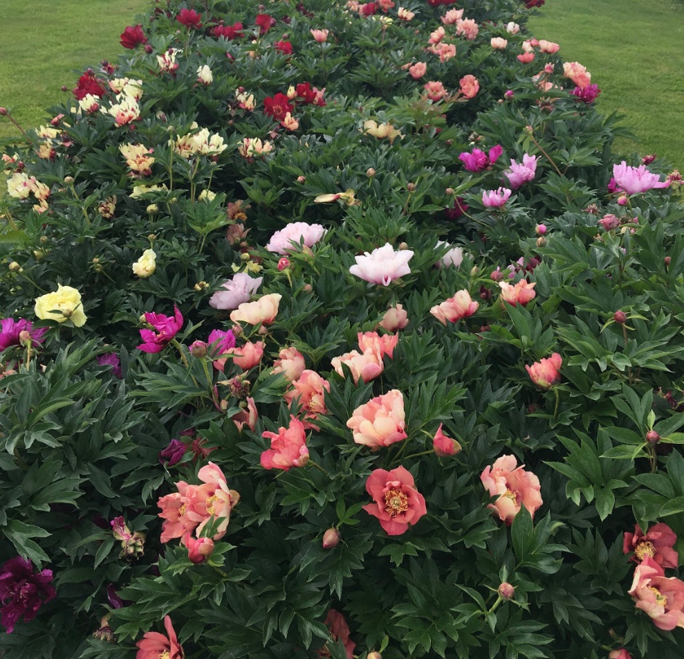 Intersectional or Itoh Peonies – Heartfelt Peonies