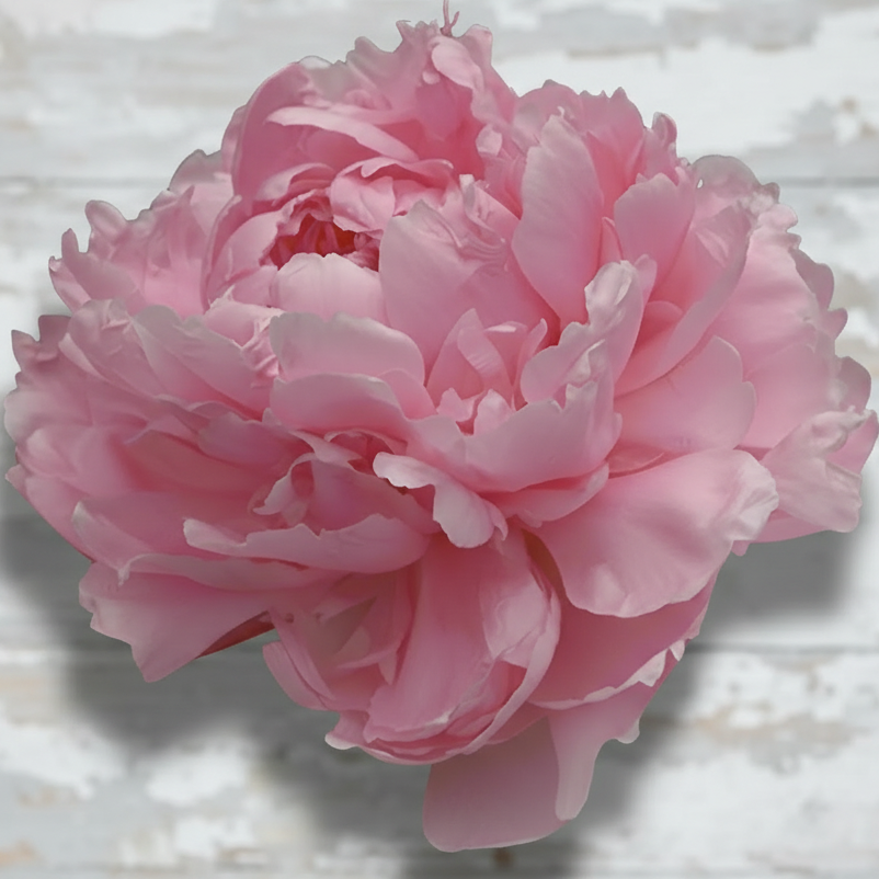 ‘Walter Faxon’ – Heartfelt Peonies