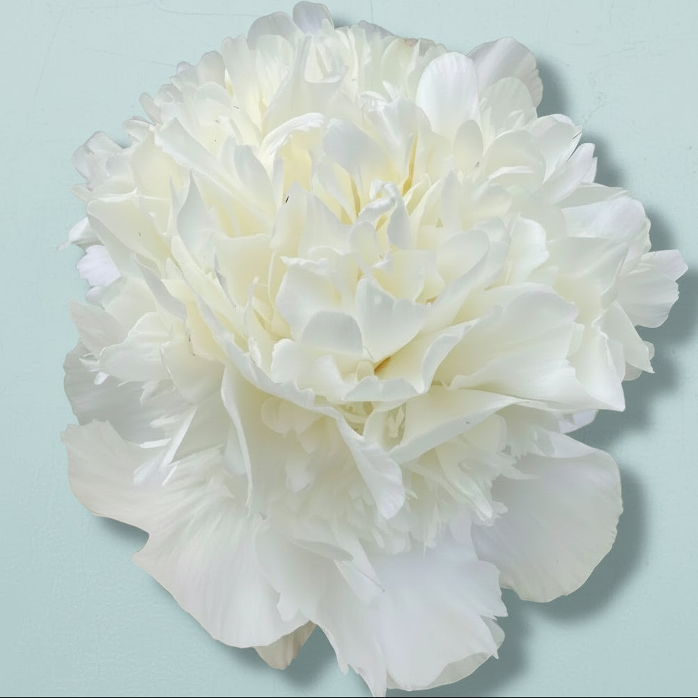 ‘Omeo Snow’ – Heartfelt Peonies