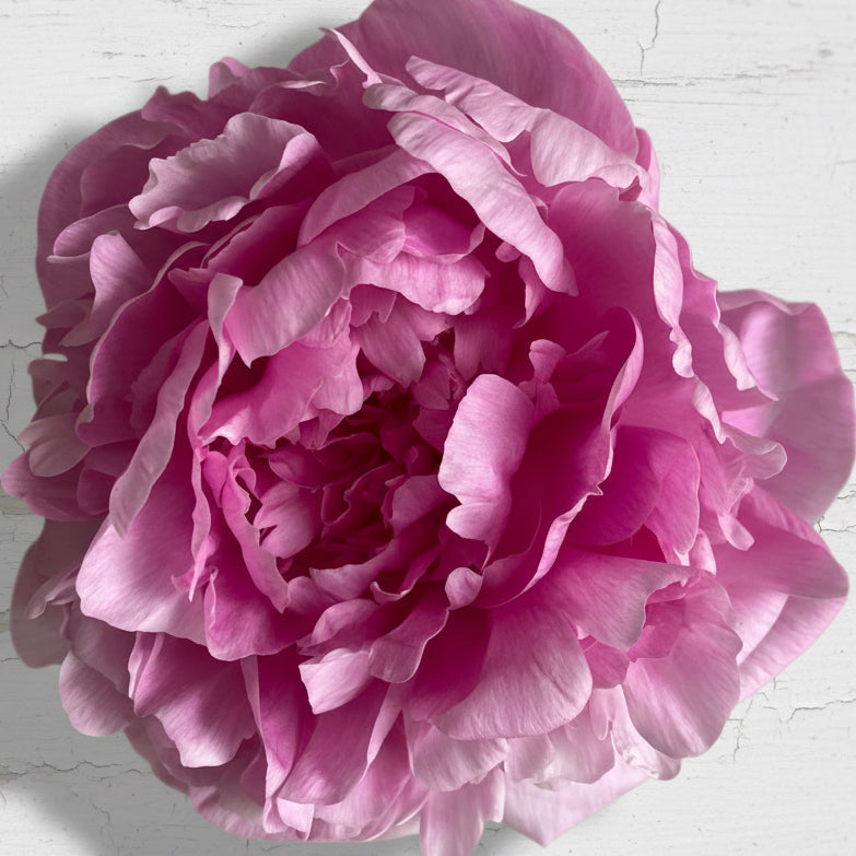 ‘Vivid Rose’ – Heartfelt Peonies